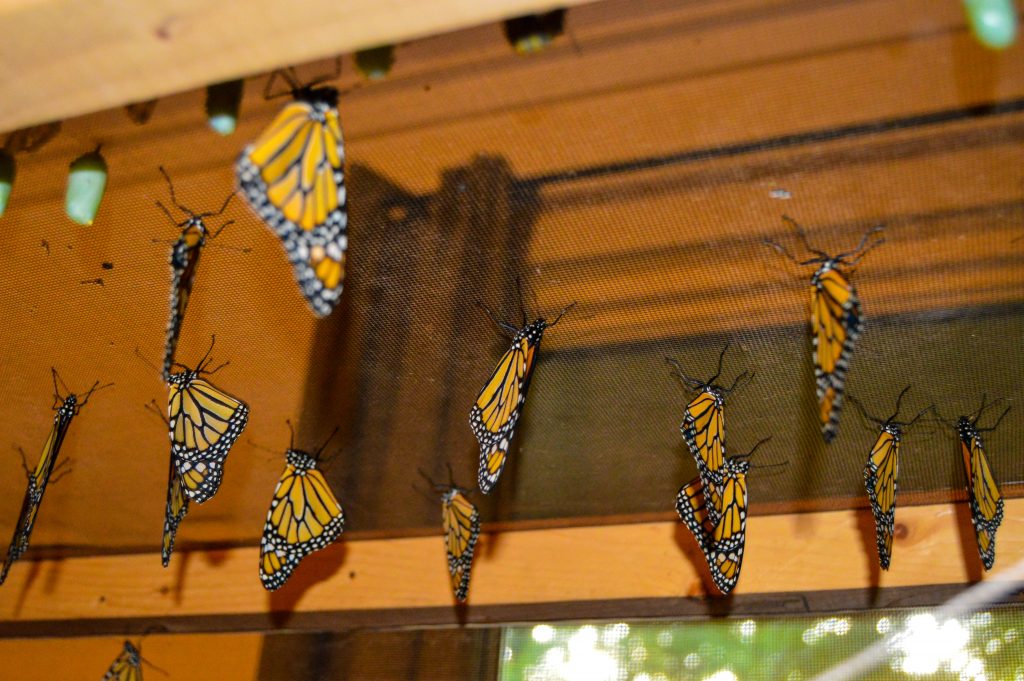 The Butterfly Highway: how a network of habitats is saving a species ...