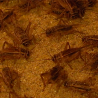 Warren’s Cricket Farm: Largest cricket producer in NC - UNC Media Hub