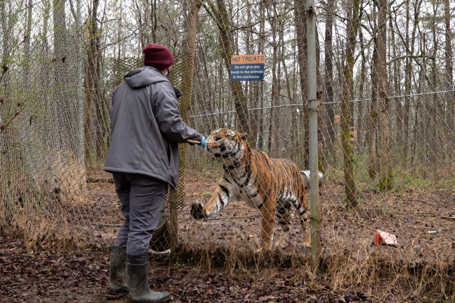 Carolina Tiger Rescue: Taking care of the big cats - UNC Media Hub