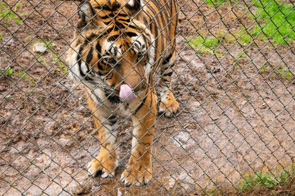 Carolina Tiger Rescue: Taking care of the big cats - UNC Media Hub