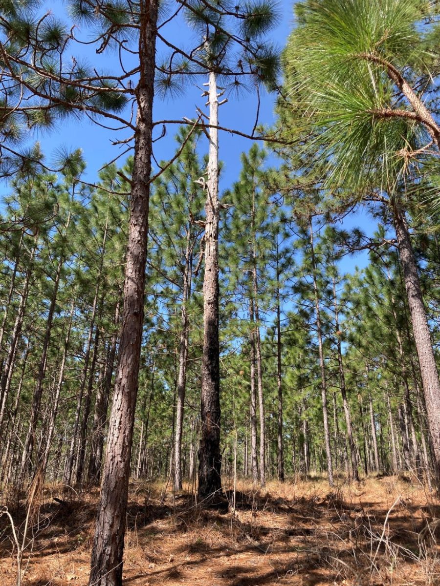 Fighting fire with fire: Restoration of the Longleaf Pine - UNC Media Hub