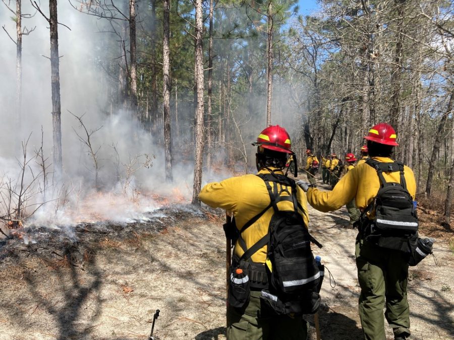 Fighting fire with fire: Restoration of the Longleaf Pine - UNC Media Hub