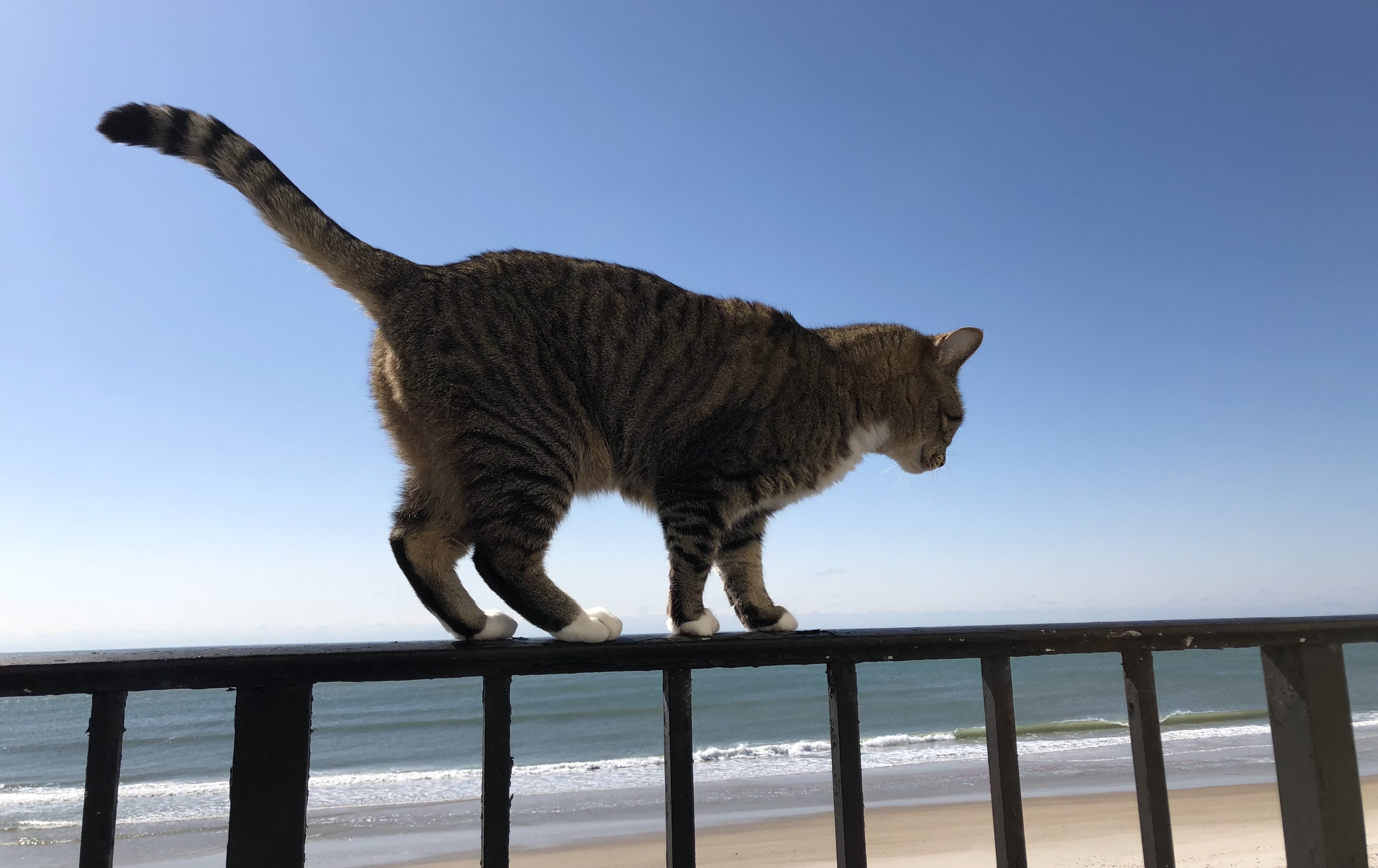 The cat that got lost on the way to college - UNC Media Hub