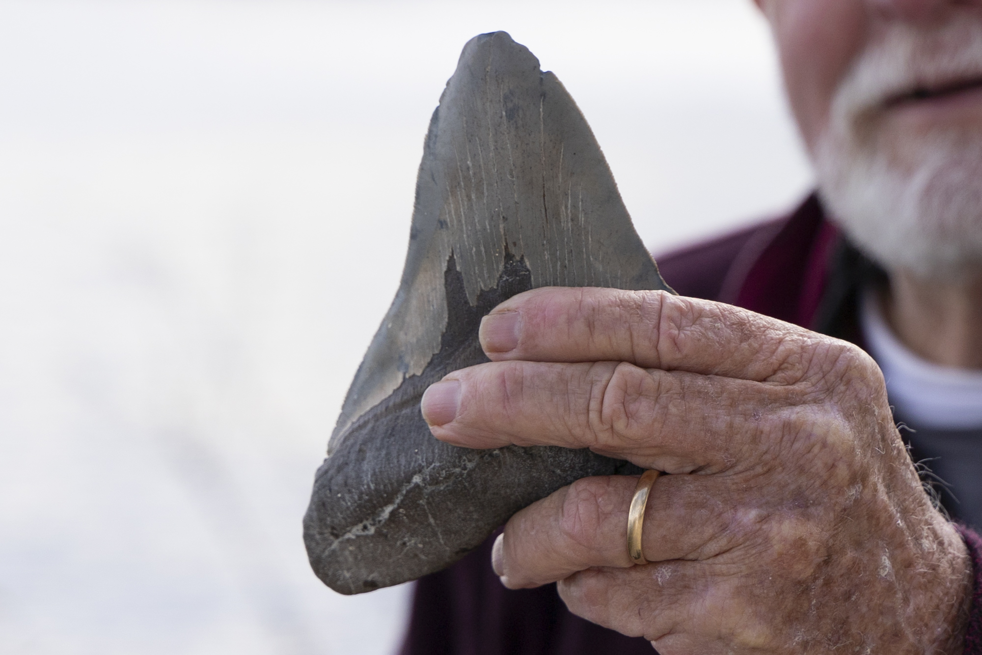 Go digging: eastern North Carolina's The Aurora Fossil Museum - UNC ...
