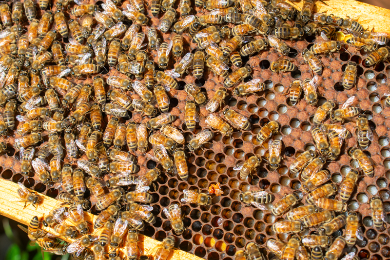 Bees, business and the people who keep them: North Carolina’s ...